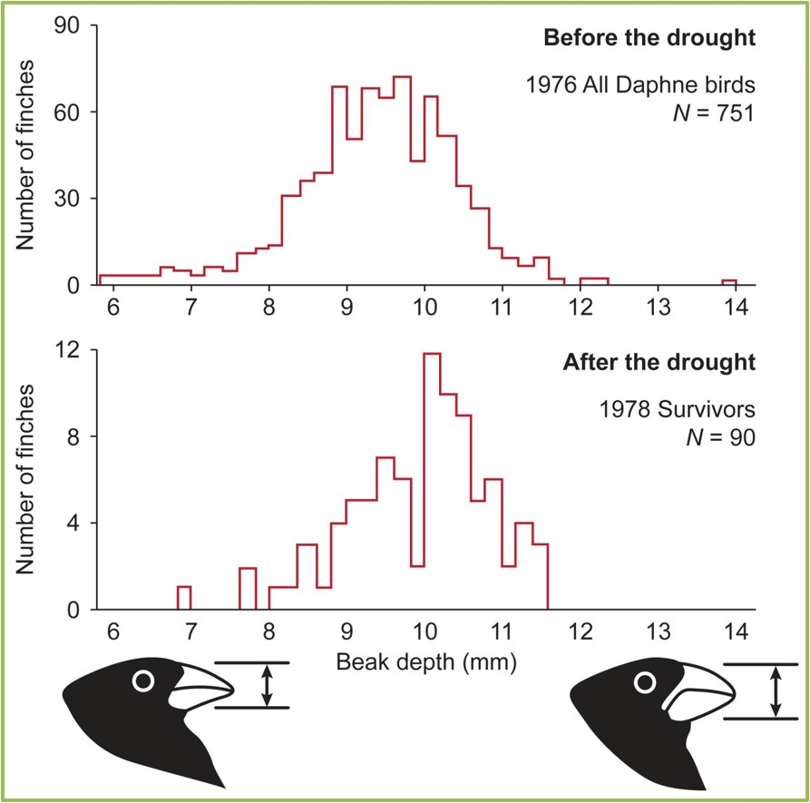 Solved Background: Natural selection in Darwin’s | Chegg.com