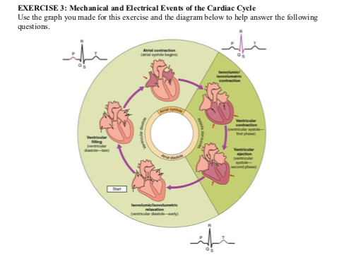 Solved EXERCISE 3: Mechanical and Electrical Events of the | Chegg.com