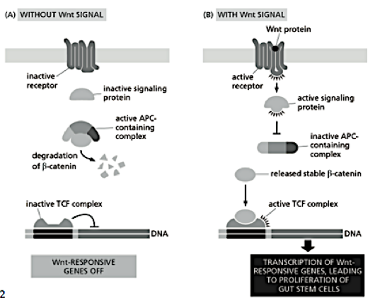 Solved What is the phenotype of mice with an inducible | Chegg.com
