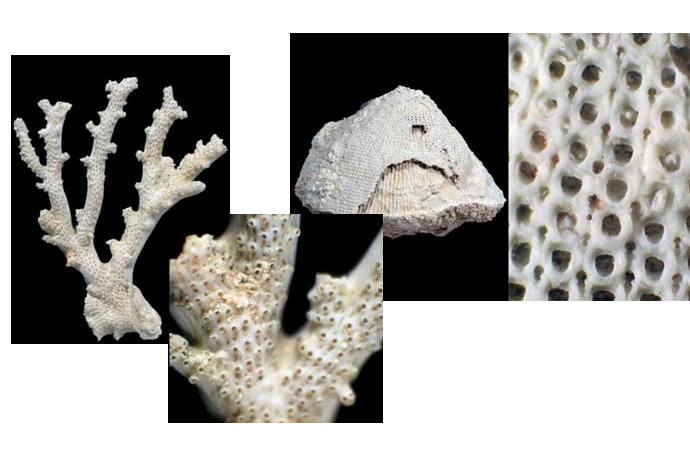 Solved Bryozoans - Paleontology Considering the following | Chegg.com