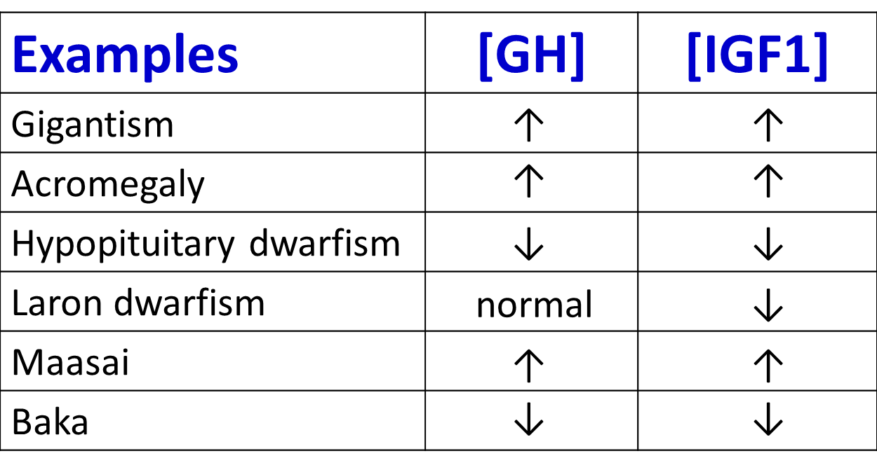 Solved In order to maintain homeostasis, the Growth Hormone | Chegg.com
