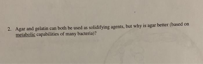Solved Agar and gelatin can both be used as solidifying | Chegg.com