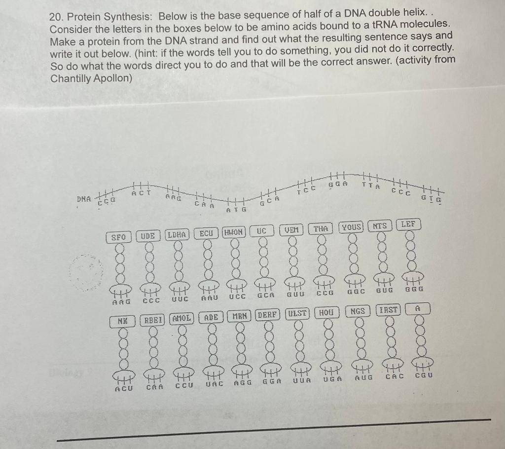 Solved 20. Protein Synthesis: Below is the base sequence of | Chegg.com