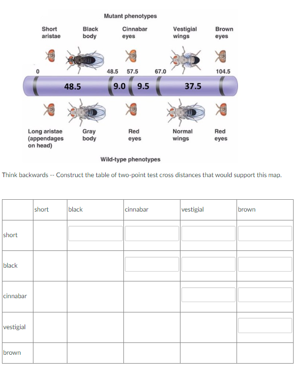 Solved Think backwards -- Construct the table of two-point | Chegg.com