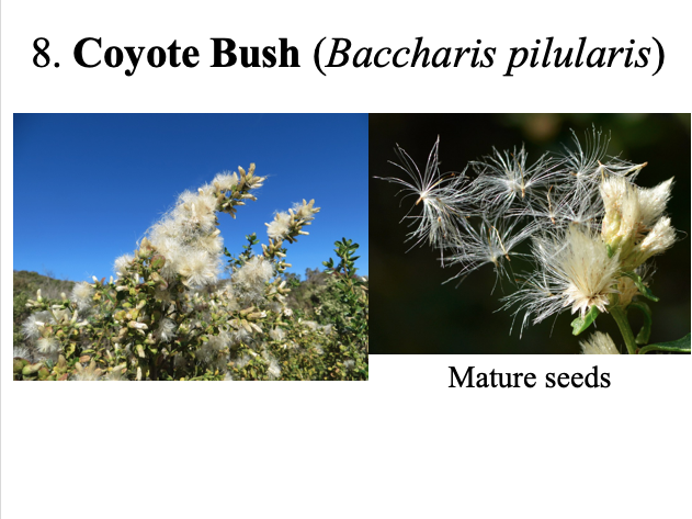 Solved 5) Species of plant: Type of dispersal: How might it | Chegg.com
