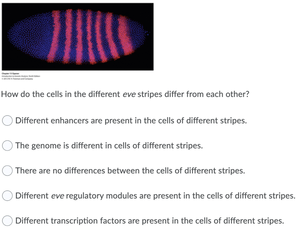 Solved Games How do the cells in the different eve stripes | Chegg.com