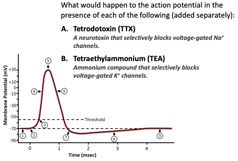 Solved What would happen to the action potential in the | Chegg.com
