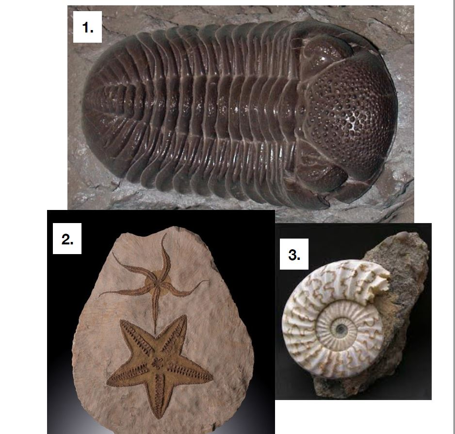Identify All Fossil Specimens Provided By Your Ins... | Chegg.com