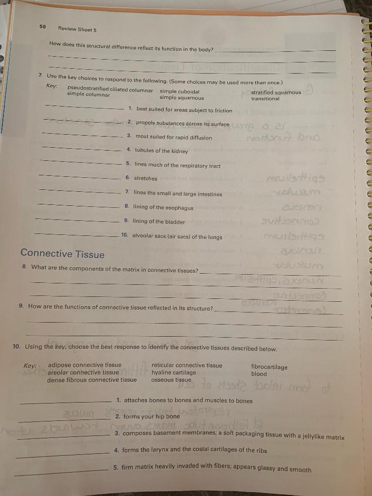 Solved 50 Review Sheet 5 How does this structural difference | Chegg.com