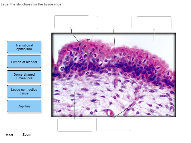 Solved Label the structures on the tissue slide. | Chegg.com