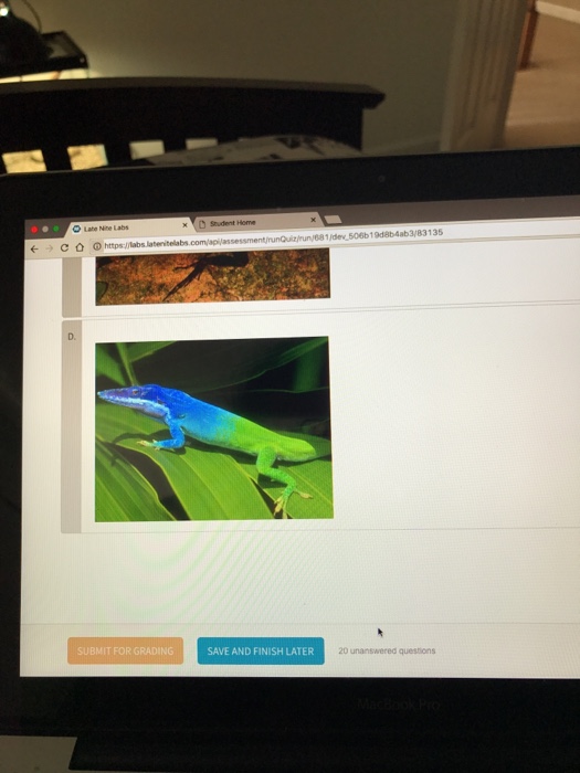 Chegg Which of the Following Is a Trunk-crown Ecomorph - Caiden-has-Sims