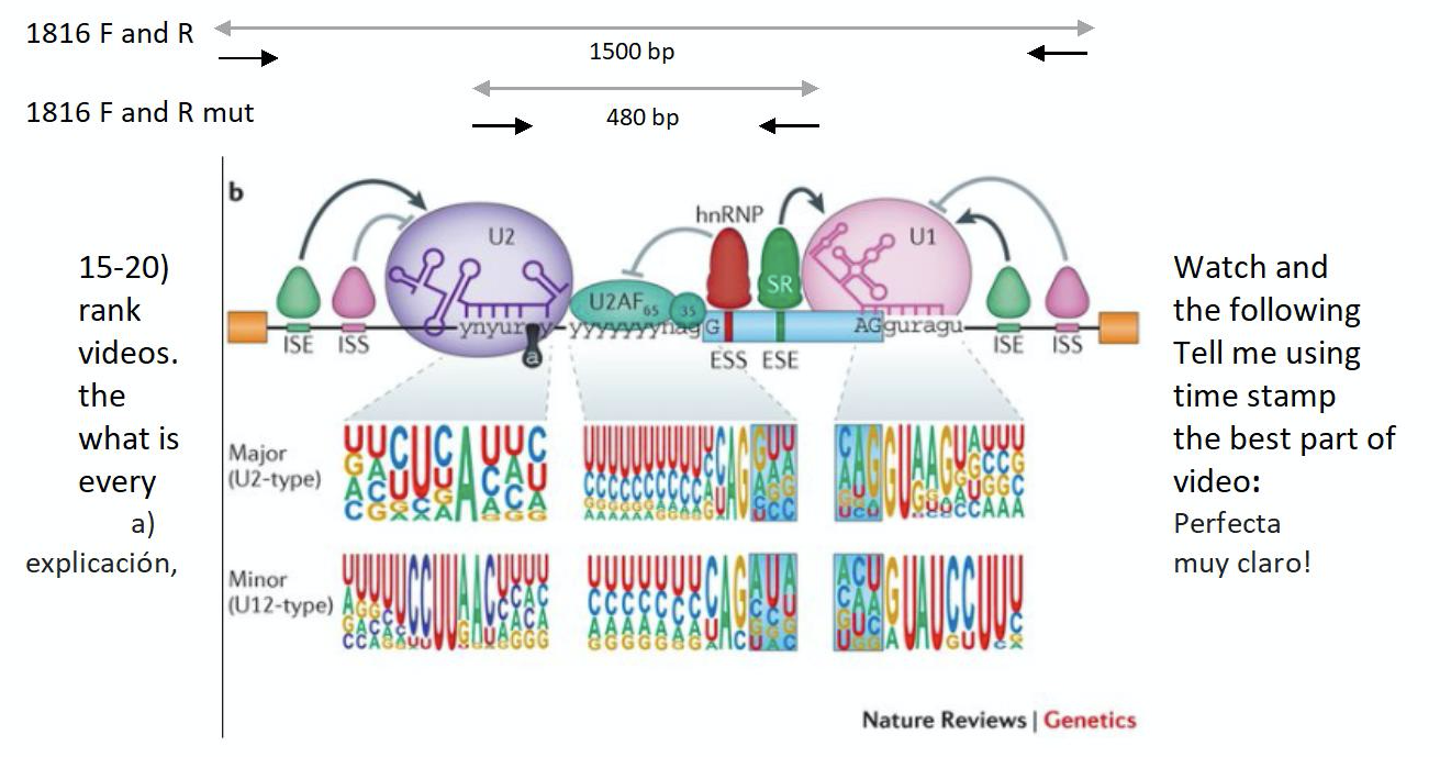 1. 1. Draw the intron from the yellow gene above | Chegg.com