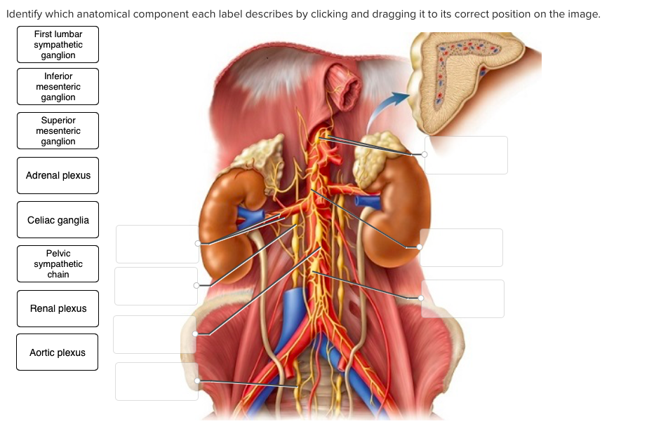 Solved Identify which anatomical component each label | Chegg.com
