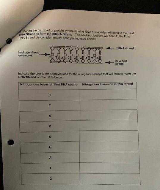 Solved DNA STRUCTURE AND PROTEIN SYNTHESIS Questions 1. | Chegg.com