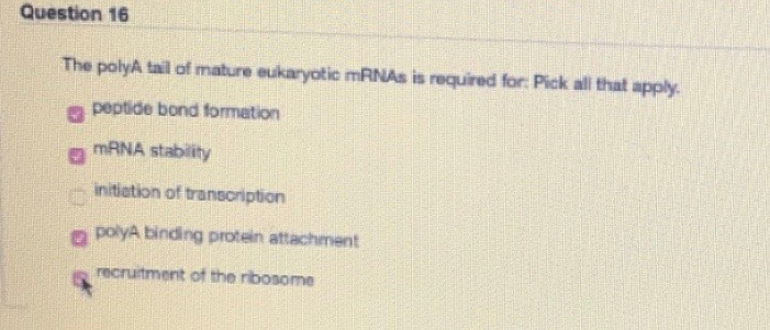 Solved Question 16 The polyA tal of mature eukaryotic mRNAs | Chegg.com Solved Question 16 The polyA tal of mature eukaryotic mRNAs | Chegg.com
