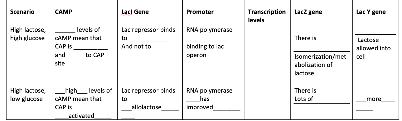 Solved Scenario CAMP Lacl Gene Promoter Lacz gene Lac Y gene | Chegg.com