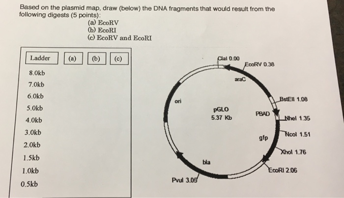 Solved Based On The Plasmid Map Draw Below The Dna Fra
