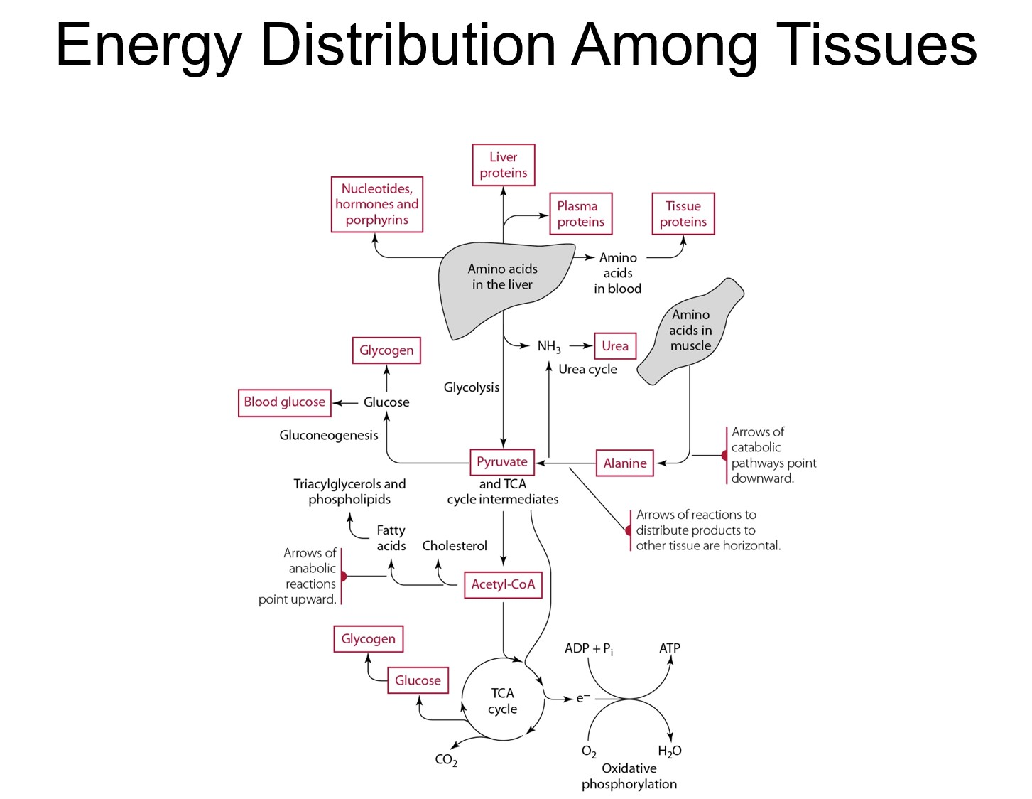 Solved Energy Distribution Among Tissues | Chegg.com