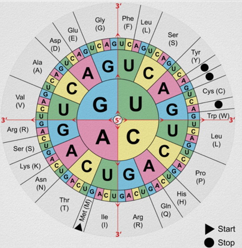 Solved A mutation in a single nucleotide changes a codon | Chegg.com
