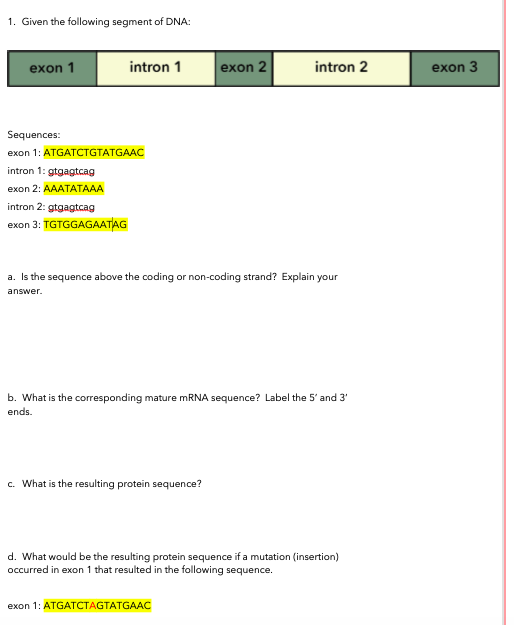 Solved 1. Given the following segment of DNA: exon 1 intron | Chegg.com