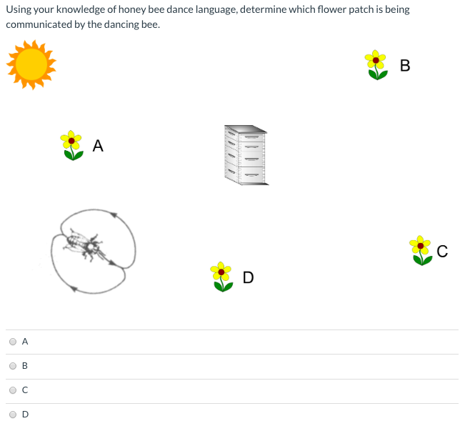 Solved Using your knowledge of honey bee dance language, | Chegg.com