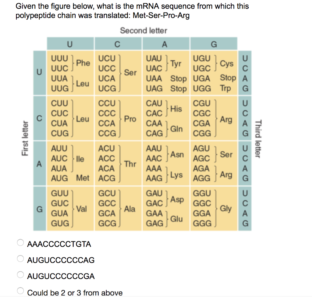 Solved UUU Phe Given the figure below, what is the mRNA | Chegg.com