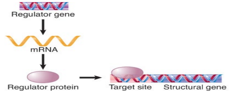 Solved Identify cis and trans-acting elements in this figure | Chegg.com