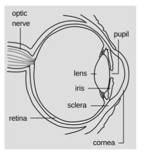 Solved 34 The drawing shows the anatomy of the human eye, at | Chegg.com
