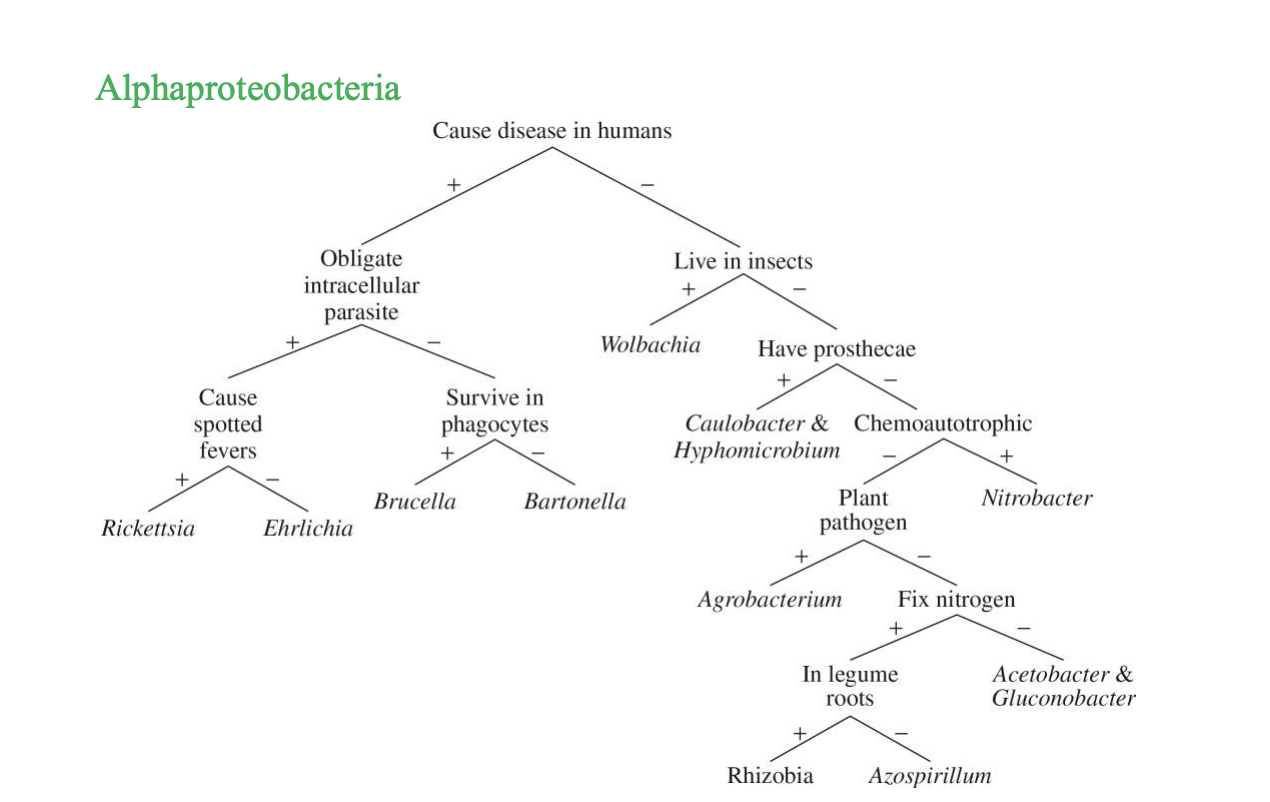 Solved Pick either group: beta proteobacteria | Chegg.com