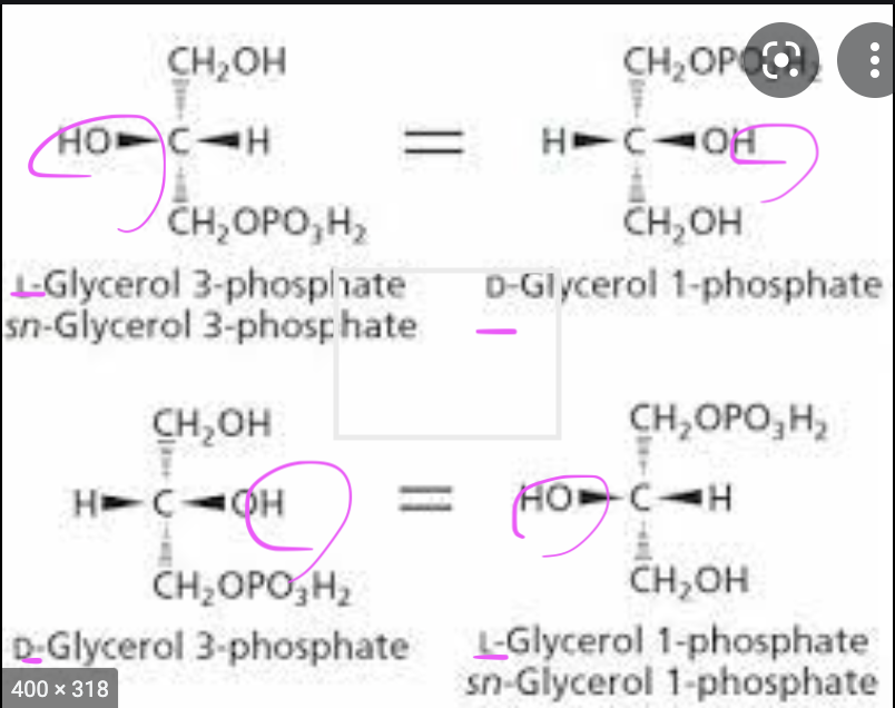 Solved 1. When I distinguish between D-glycerol-3-phosphate | Chegg.com