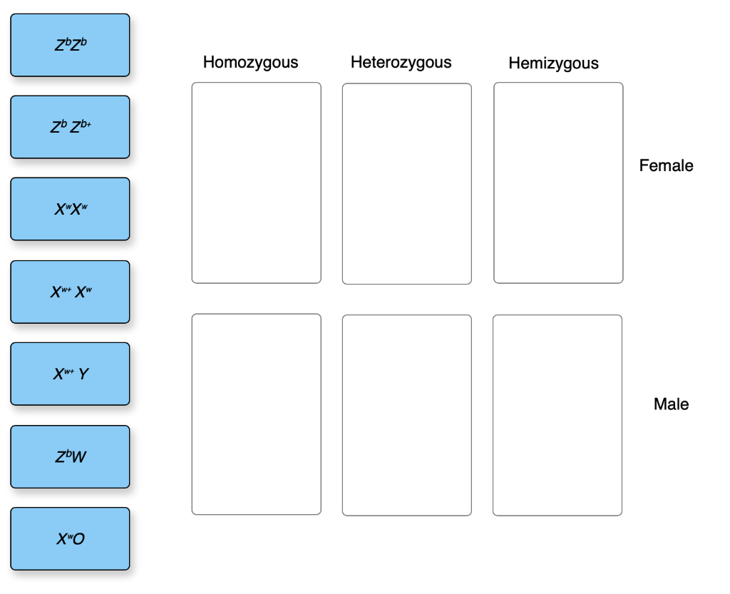 Solved Each box contains a Drosophila (fruit fly) genotype. | Chegg.com