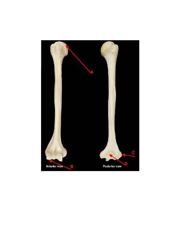 Solved .2 Identify the part of the bone indicated as A on | Chegg.com