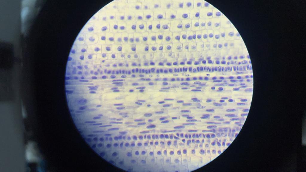 Identify the PMAT phases of the plant root | Chegg.com