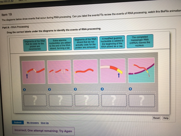 Solved RNA Processing Drag the correct labels under the | Chegg.com