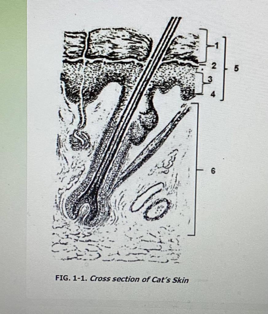FIG. 1-1. Cross section of Cat's Skin | Chegg.com
