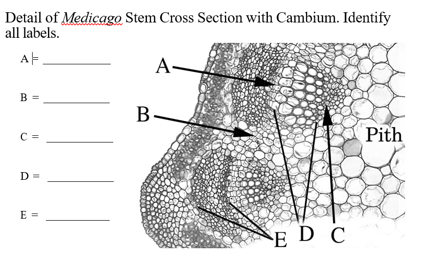 Solved Detail of Medicago Stem Cross Section with Cambium. | Chegg.com