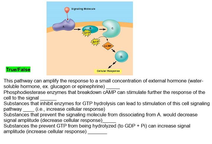 Solved Signaling Molecule w GTP CAMP True/False Cellular | Chegg.com