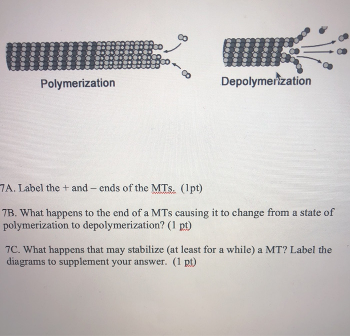 Solved Polymerization Depolymerization 7A. Label the + and | Chegg.com