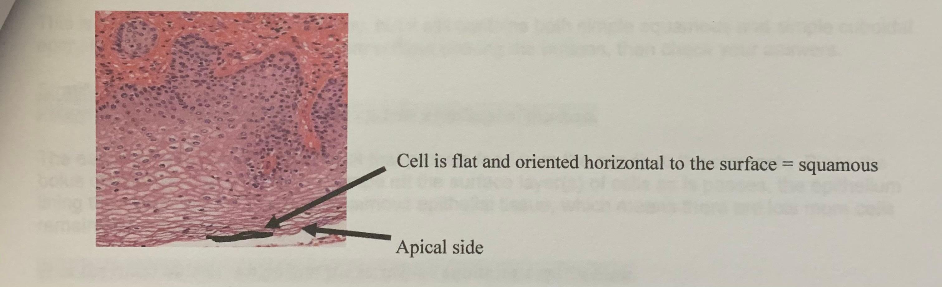 Solved 3. Determine the shape of the cells at the apical | Chegg.com