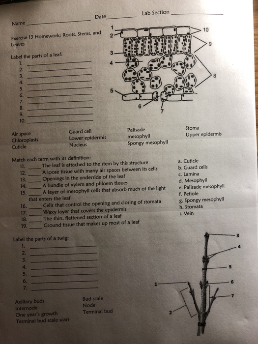 Solved Lab Section Date Name 10 Exercise 13 Homework: Roots, | Chegg.com