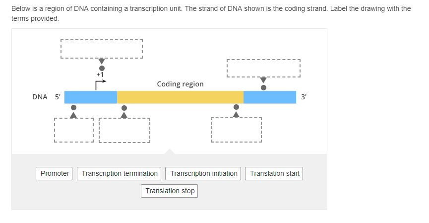 Solved Below is a region of DNA containing a transcription | Chegg.com