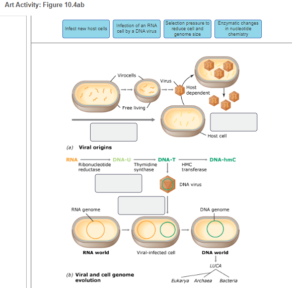 Solved Art Activity: Figure 10.4ab Infect new host cells | Chegg.com