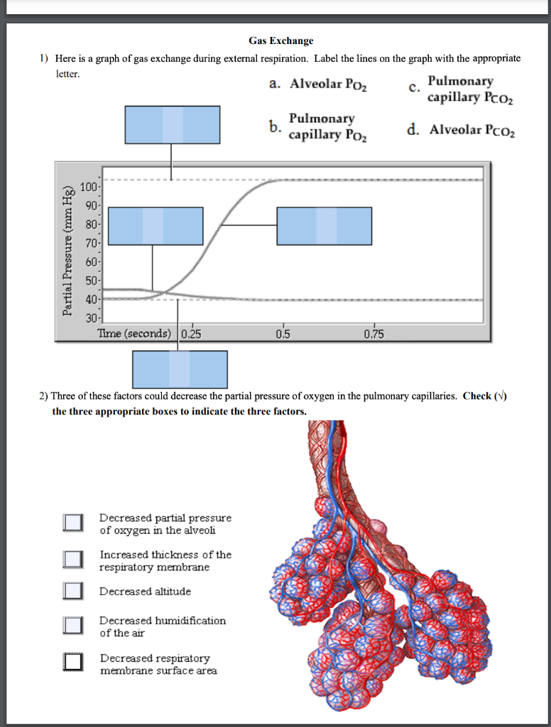 Solved Gas Exchange 1) Here is a graph of gas exchange | Chegg.com