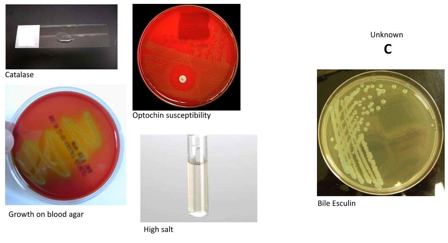 Solved Catalase Mannitol plate Coagulase (Staphyloslide | Chegg.com