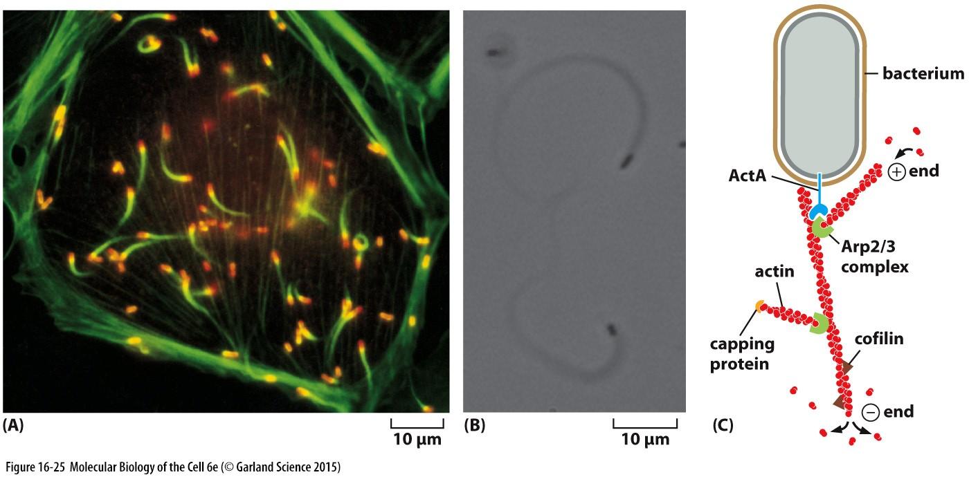 Solved During the intracellular movement of | Chegg.com