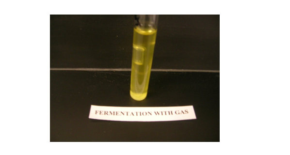 Introduction: The metabolic processes of bacteria can | Chegg.com