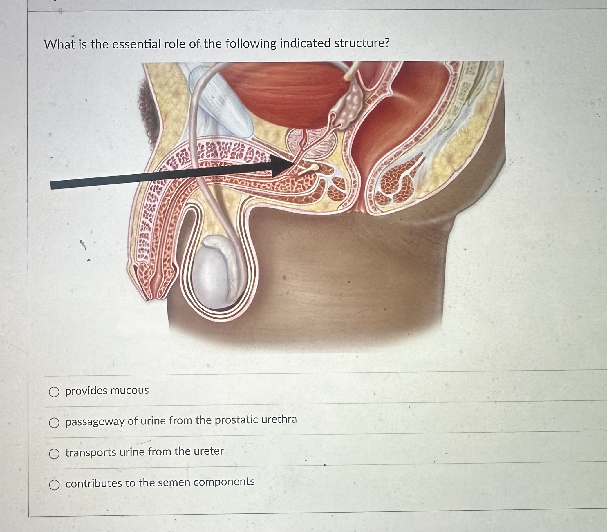 Solved Question 37 1 pts What is the essential role of the | Chegg.com