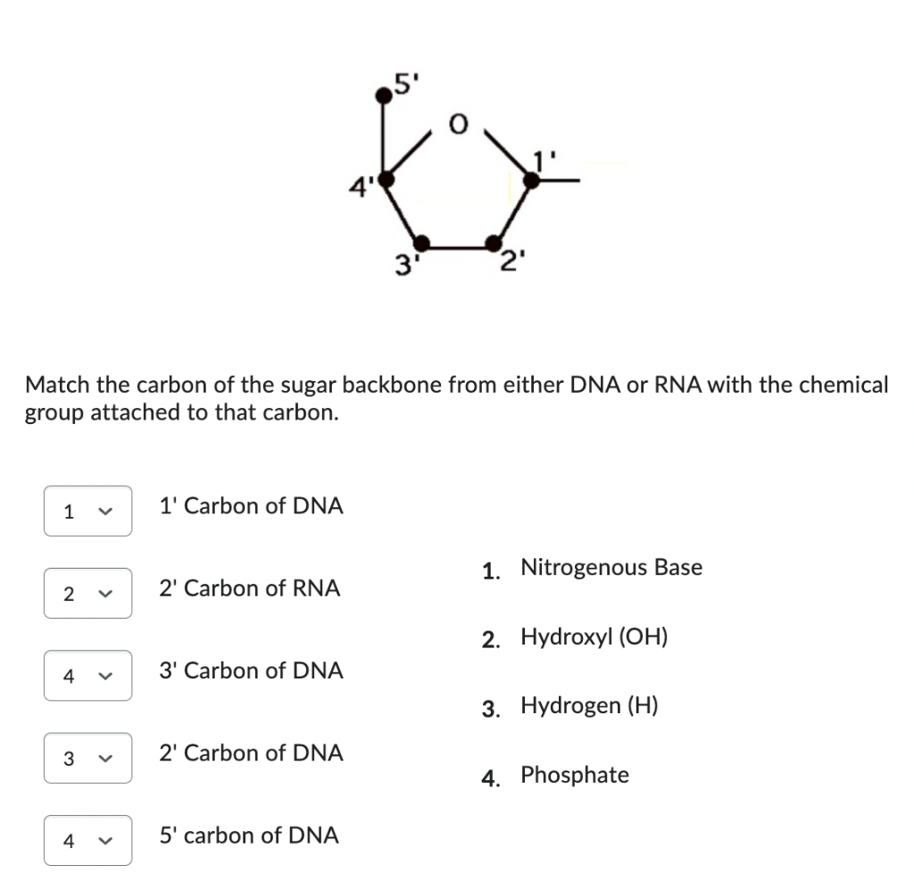 Solved Match the carbon of the sugar backbone from either | Chegg.com