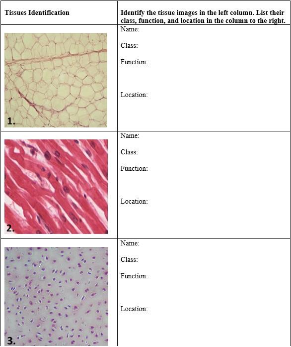 Solved \begin{tabular}{|l|l|} \hline Tissues Identification | Chegg.com