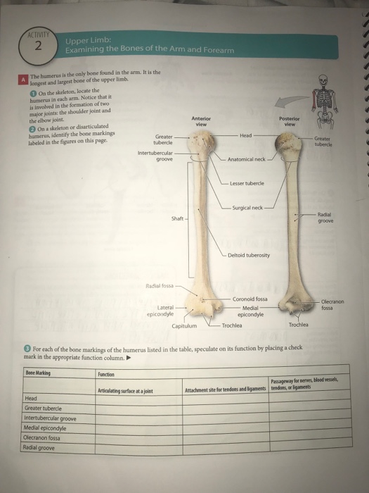 Solved ACTIVITY 2 Upper Limb: Examining the Bones of the Arm | Chegg.com